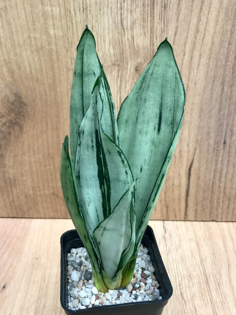 SHPR8323 Sansevieria trifasciata ‘Brazilian Moonshine’ – Cactus-online