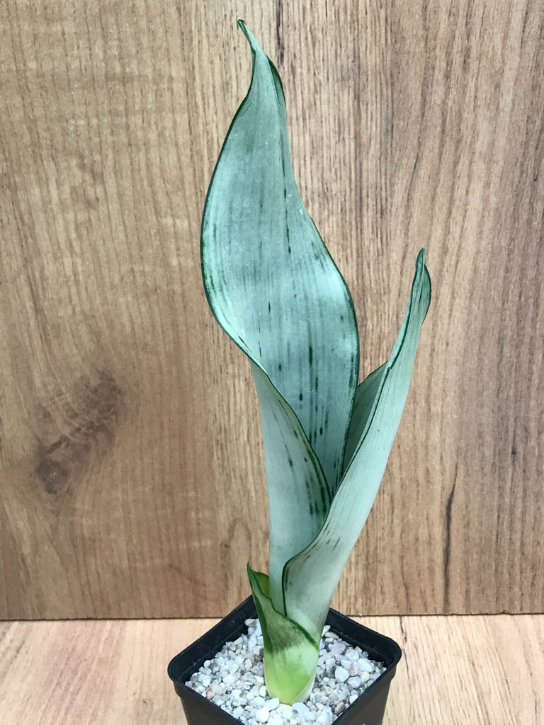 SHPR8325 Sansevieria trifasciata ‘Brazilian Moonshine’ – Cactus-online