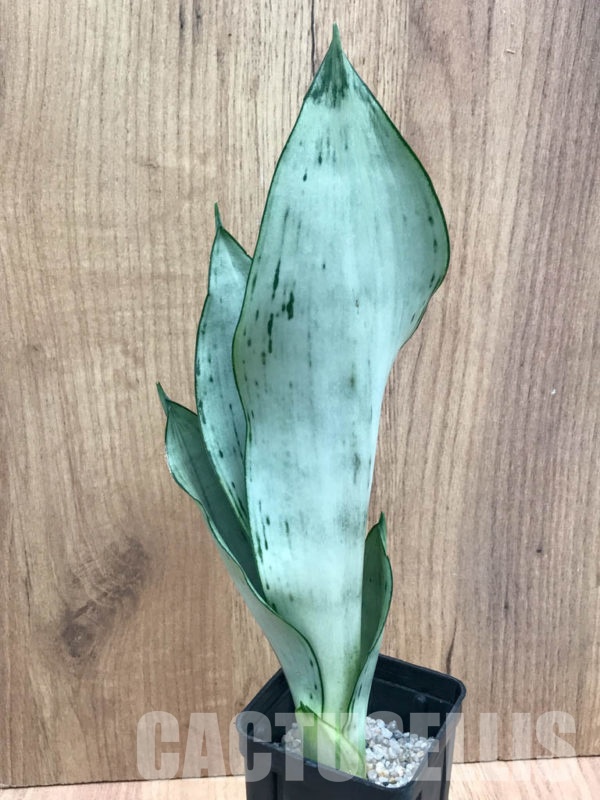 SHPR8326 Sansevieria trifasciata ‘Brazilian Moonshine’ - Cactus-online