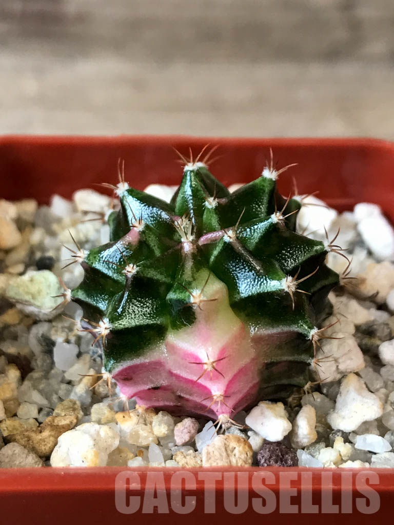 SHPR8531 Gymnocalycium friedrichii hybrid variegated – Cactus-online