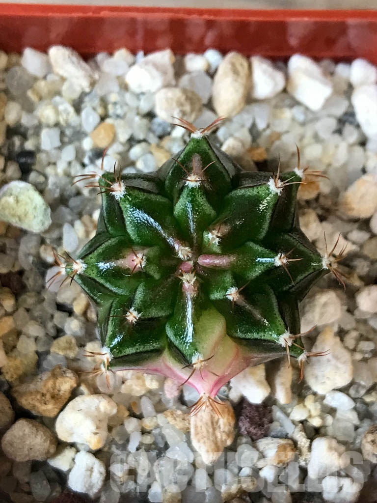SHPR8531 Gymnocalycium friedrichii hybrid variegated – Cactus-online