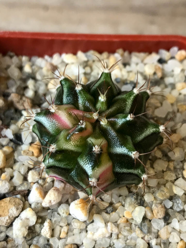 SHPR8531 Gymnocalycium friedrichii hybrid variegated – Cactus-online
