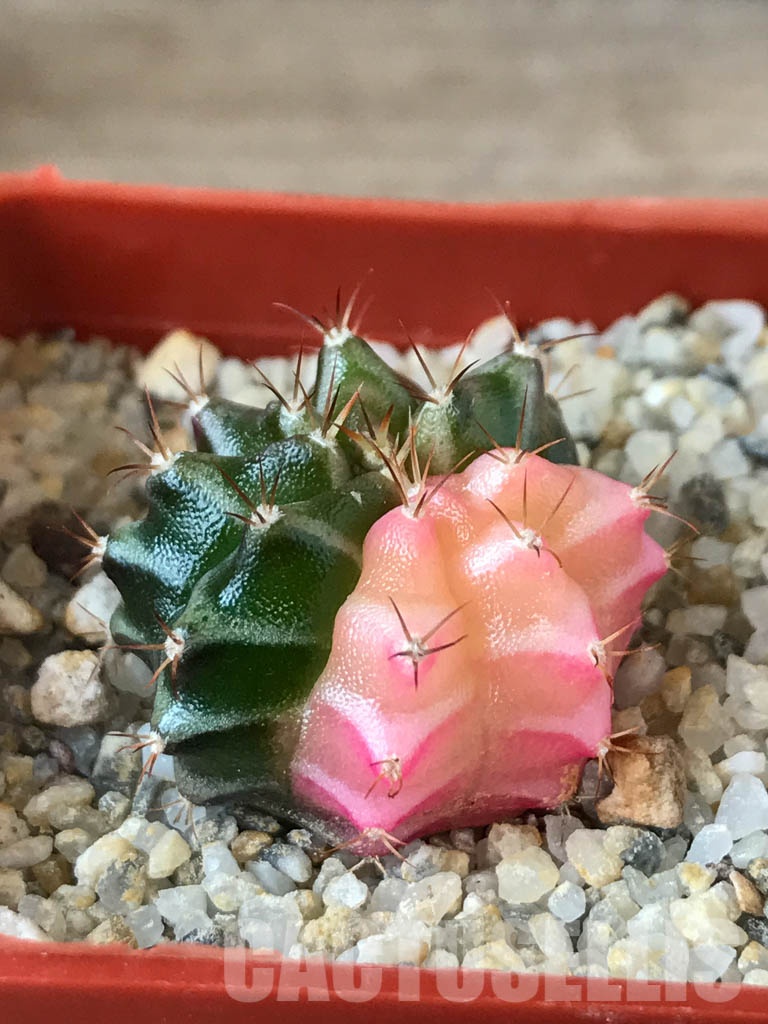 SHPR8534 Gymnocalycium friedrichii hybrid variegated – Cactus-online