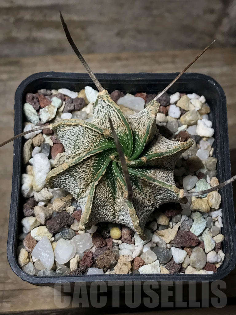 SHPR8591 Astrophytum capricorne v. major – Cactus-online