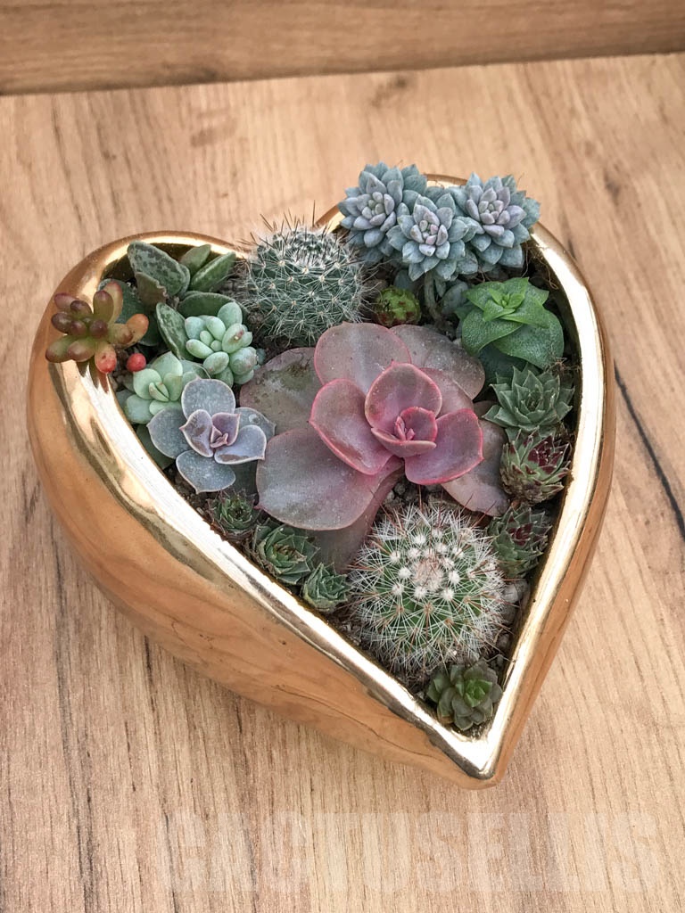 CM112 Композиция сукулентни растения в керамична кашпа – Cactus-online