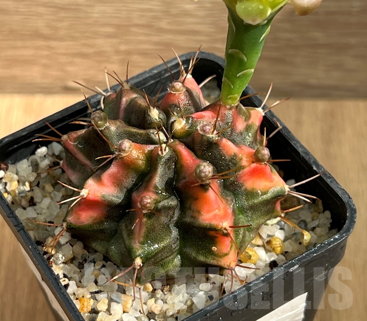 SHPR8721 Gymnocalycium friedrichii variegated – Cactus-online
