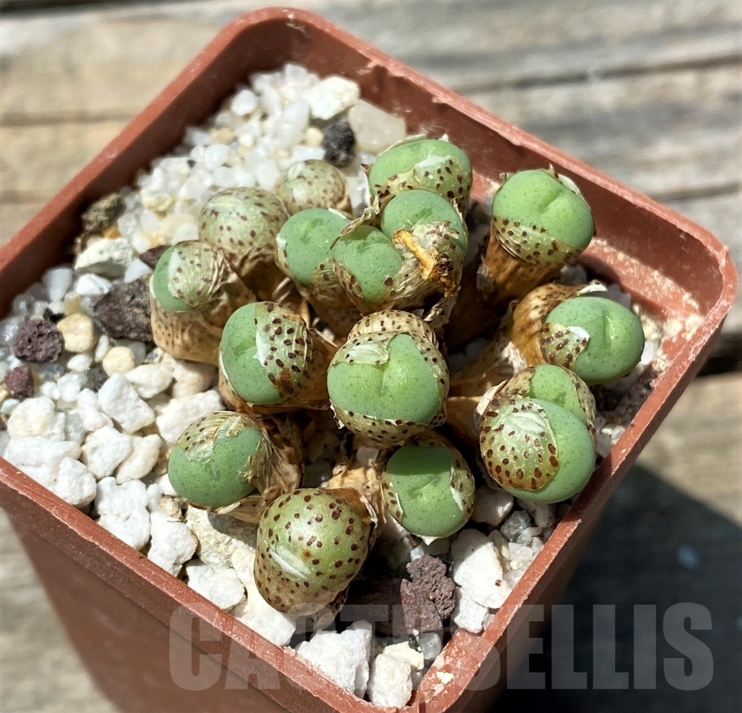 SHPR10820 Conophytum ficiforme – Cactus-online