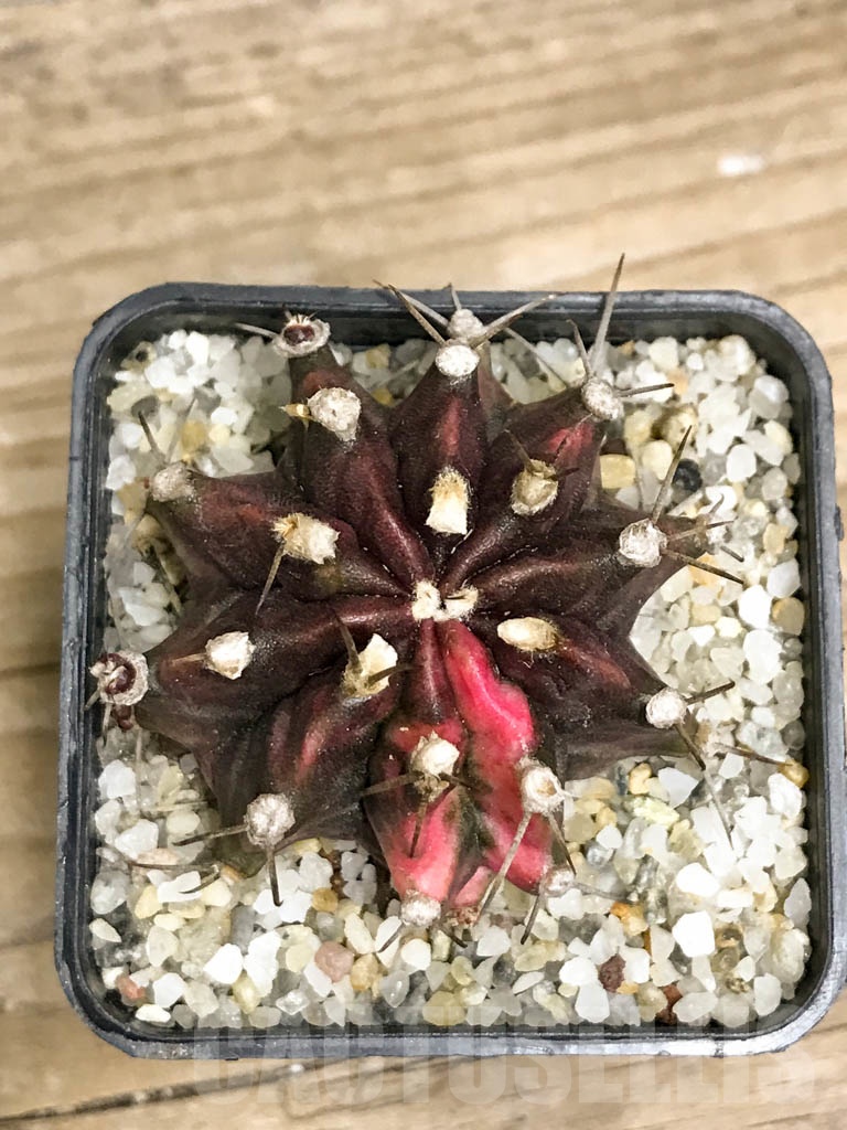 SHPR8710 Gymnocalycium friedrichii variegated – Cactus-online