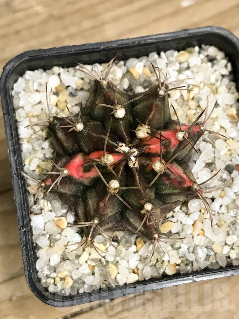 SHPR8711 Gymnocalycium friedrichii variegated – Cactus-online