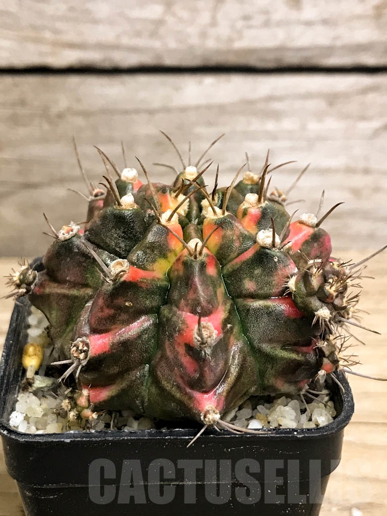 SHPR8716 Gymnocalycium friedrichii variegated – Cactus-online