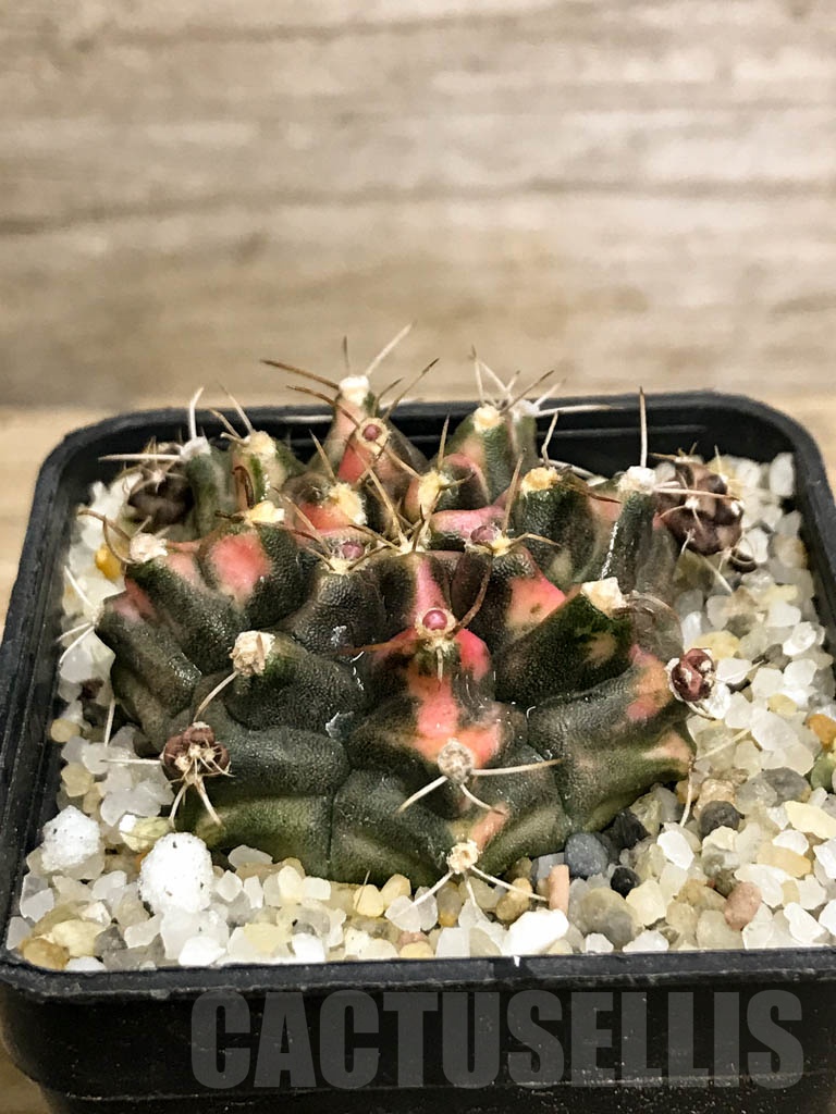 SHPR8717 Gymnocalycium friedrichii variegated - Cactus-online