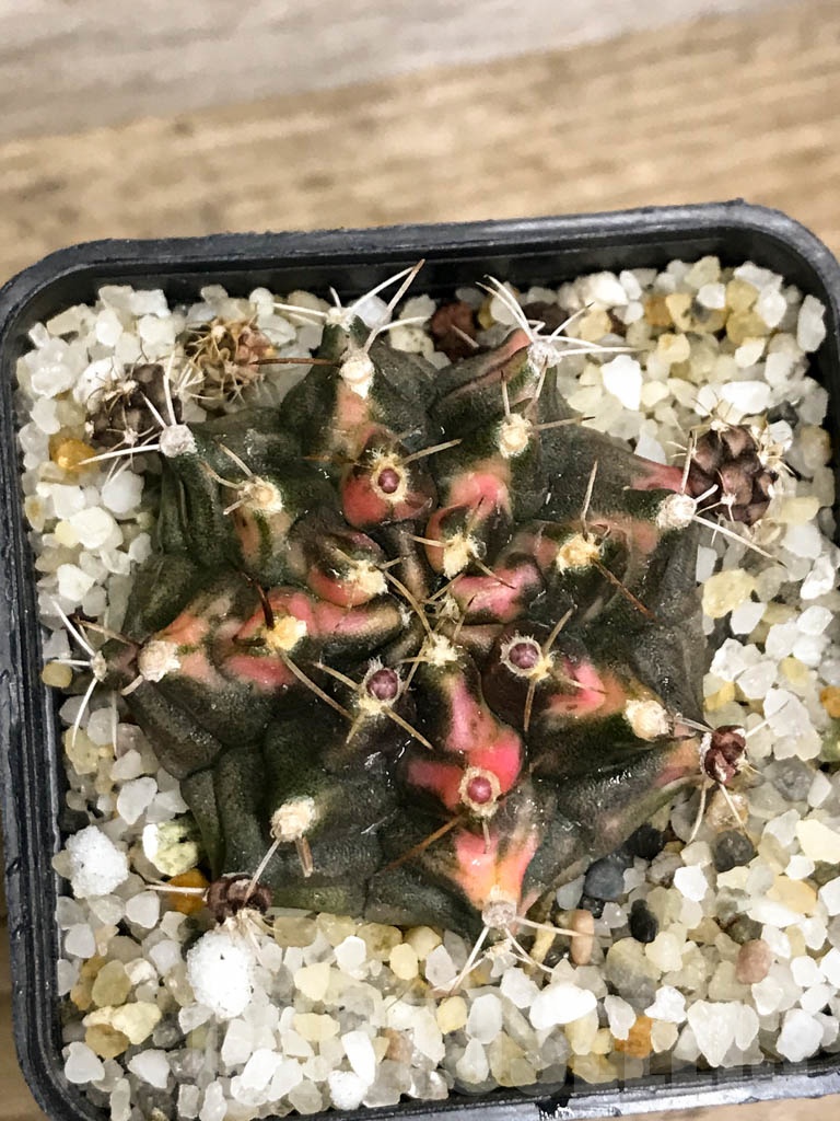 SHPR8717 Gymnocalycium friedrichii variegated - Cactus-online
