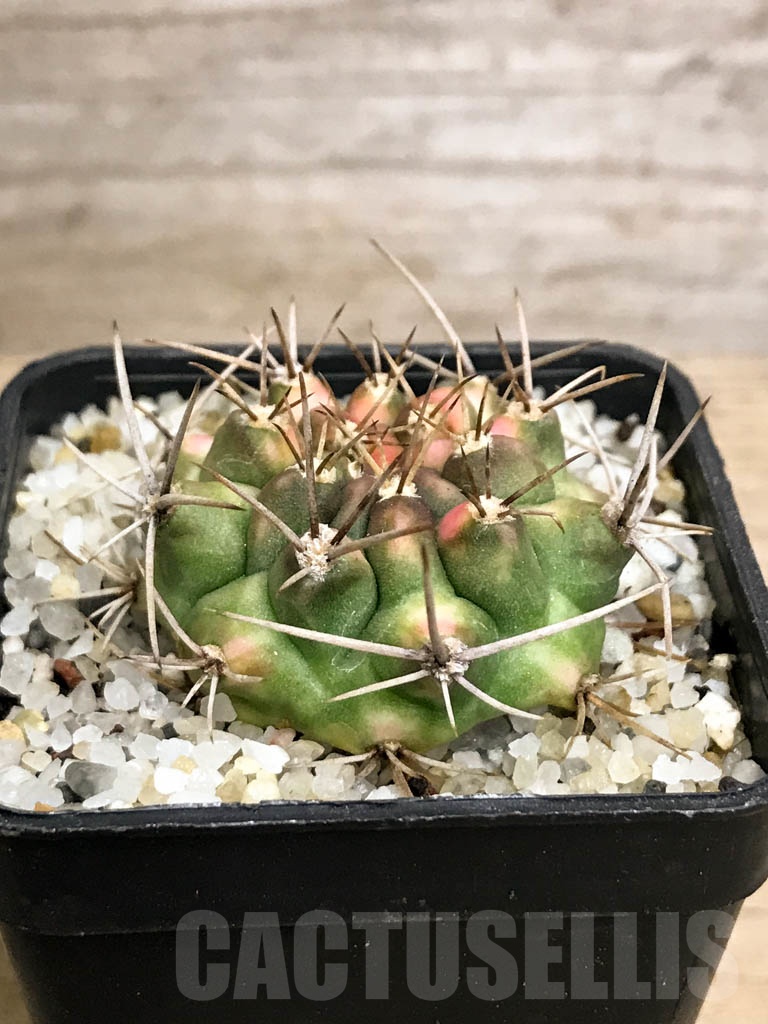 SHPR8719 Gymnocalycium mihanovichii variegated – Cactus-online