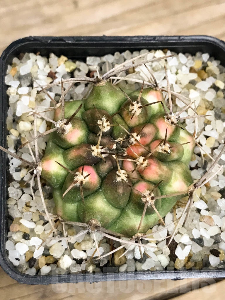 SHPR8719 Gymnocalycium mihanovichii variegated – Cactus-online