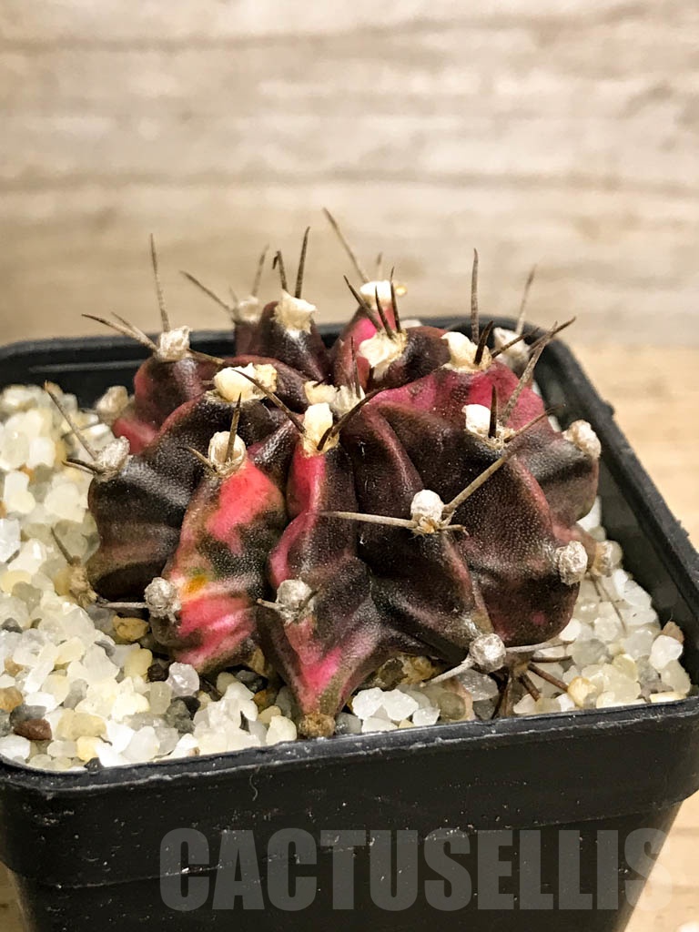 SHPR8720 Gymnocalycium friedrichii variegated - Cactus-online