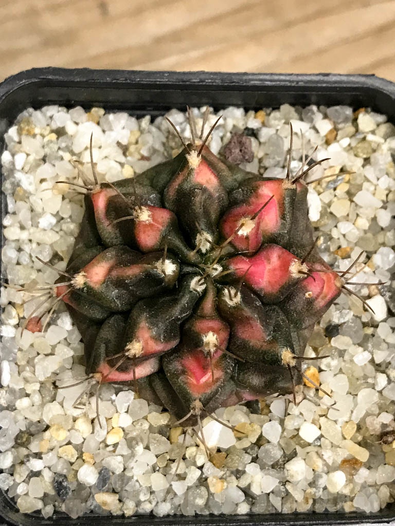 SHPR8721 Gymnocalycium friedrichii variegated - Cactus-online