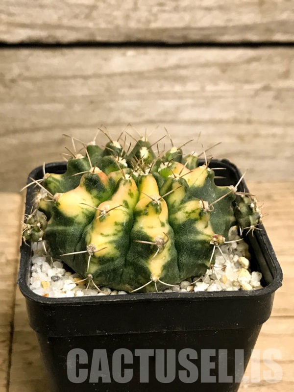 SHPR8726 Gymnocalycium mihanovichii variegated – Cactus-online