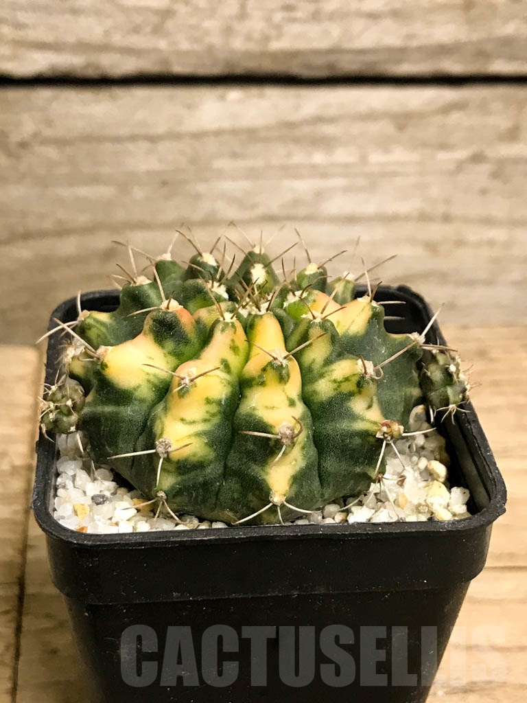 SHPR8723 Gymnocalycium mihanovichii variegated – Cactus-online