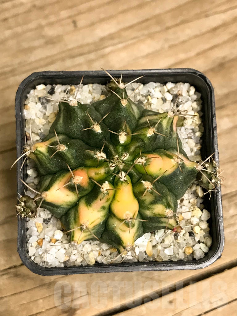 SHPR8726 Gymnocalycium mihanovichii variegated – Cactus-online