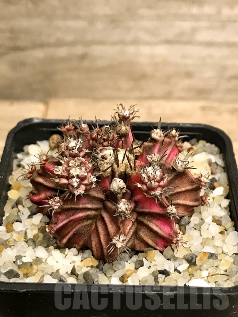 SHPR8725 Gymnocalycium friedrichii variegated – Cactus-online