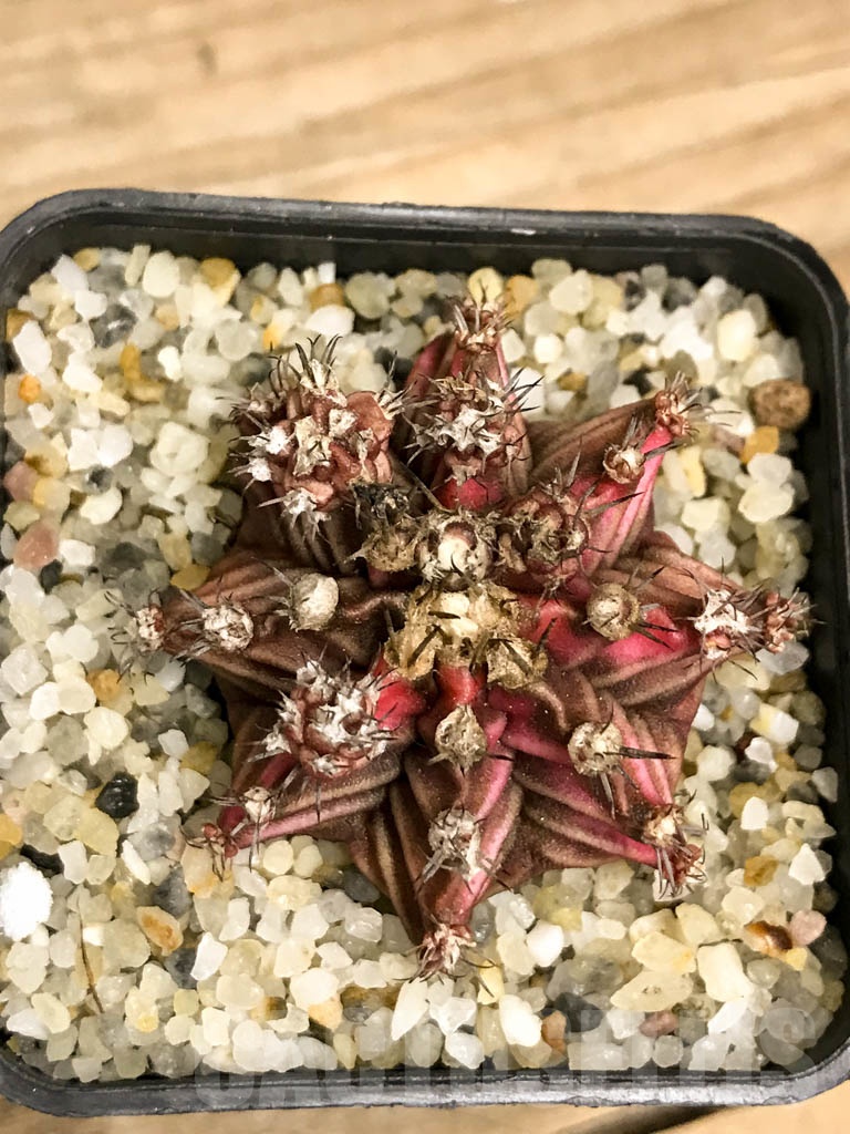 SHPR8725 Gymnocalycium friedrichii variegated – Cactus-online