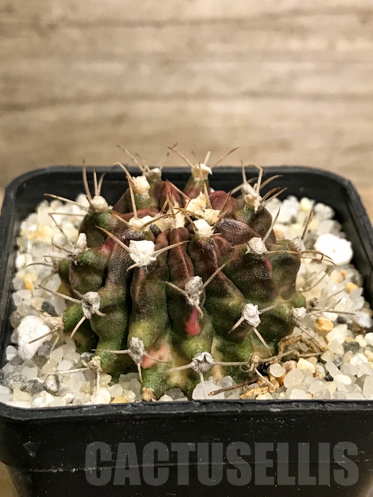 SHPR8727 Gymnocalycium friedrichii variegated hybrid - Cactus-online