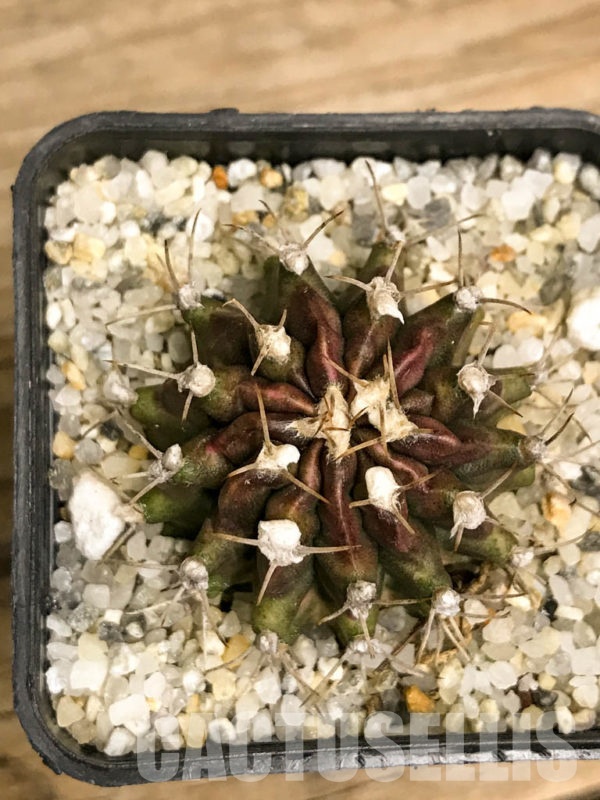 SHPR8727 Gymnocalycium friedrichii variegated hybrid - Cactus-online