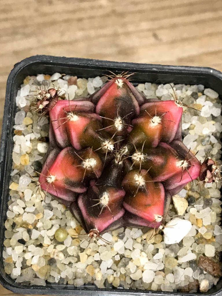 SHPR8728 Gymnocalycium friedrichii variegated – Cactus-online