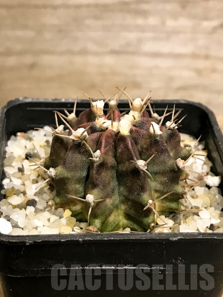 SHPR8729 Gymnocalycium friedrichii variegated – Cactus-online