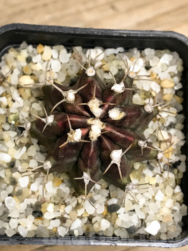 SHPR8729 Gymnocalycium friedrichii variegated – Cactus-online