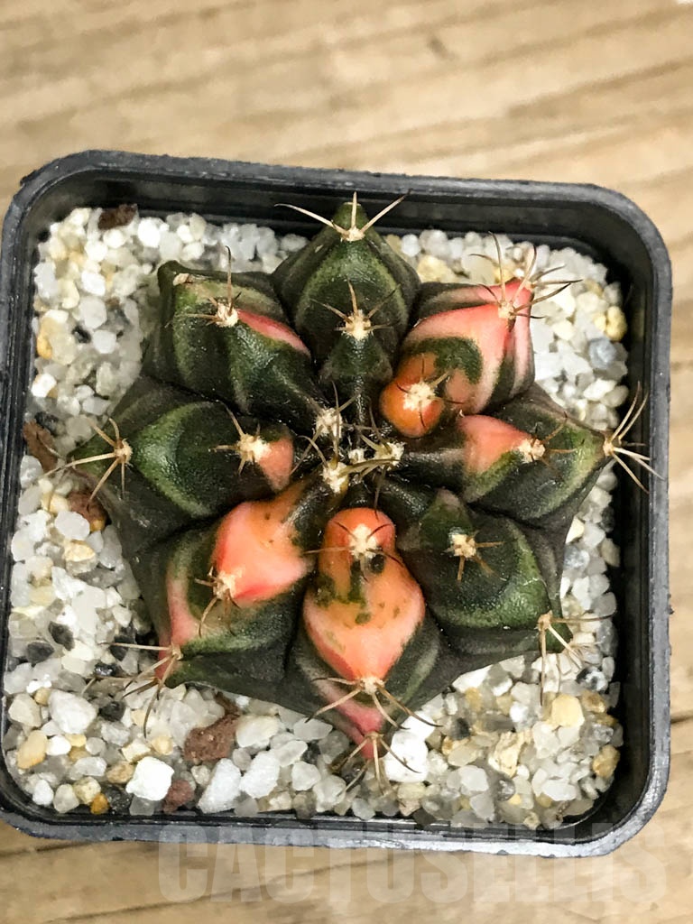 SHPR8730 Gymnocalycium friedrichii variegated - Cactus-online