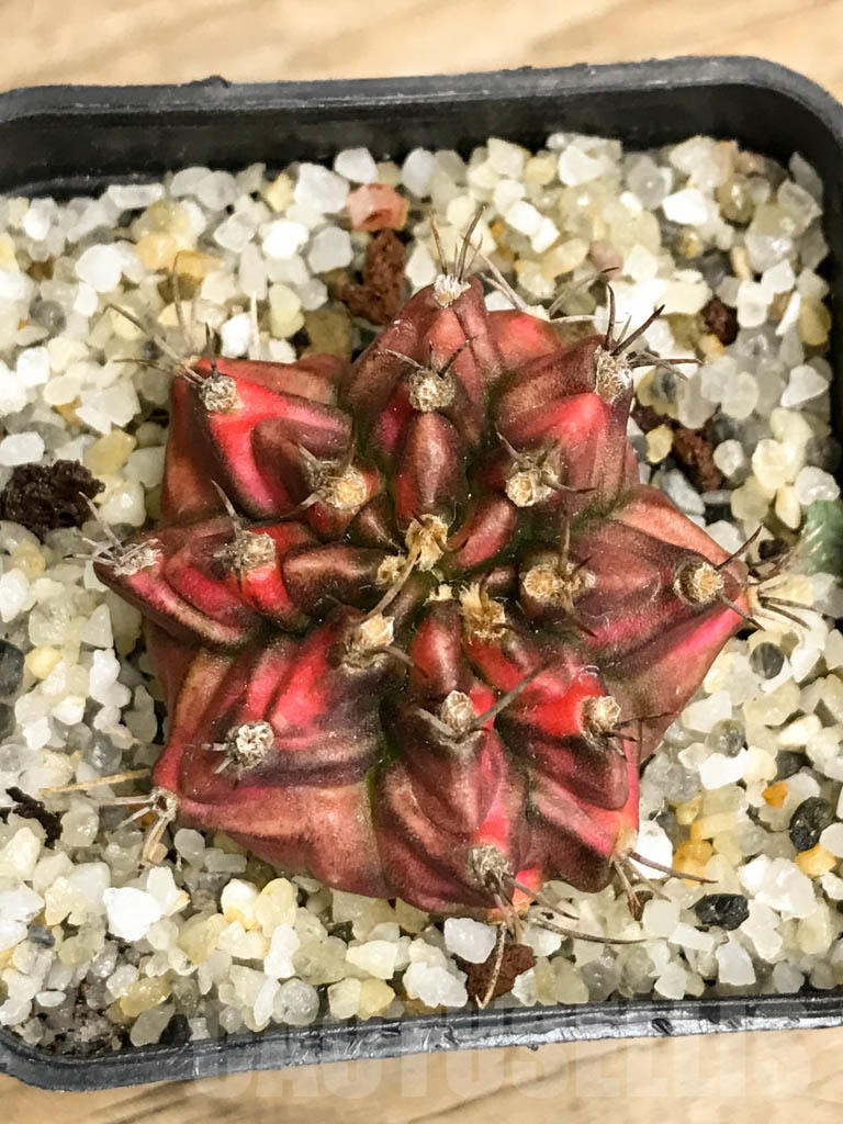 SHPR8732 Gymnocalycium friedrichii variegated – Cactus-online