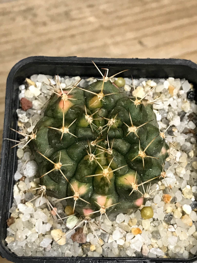 SHPR8734 Gymnocalycium mihanovichii variegated – Cactus-online
