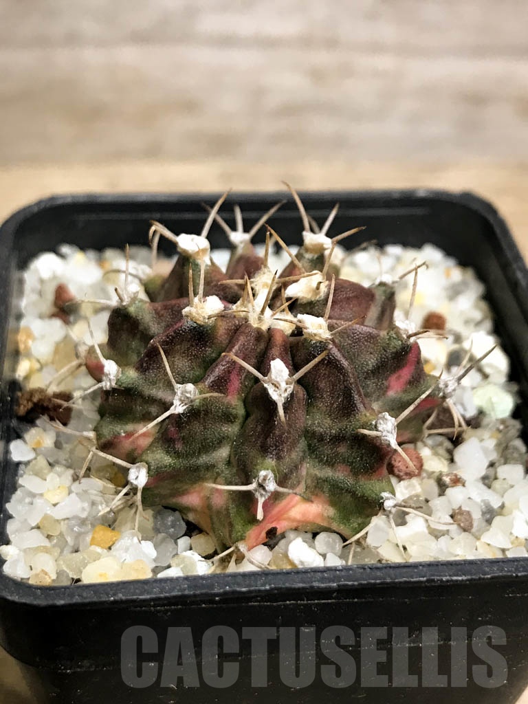 SHPR8735 Gymnocalycium friedrichii variegated – Cactus-online
