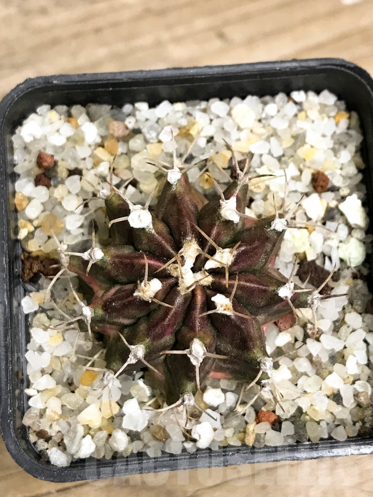 SHPR8735 Gymnocalycium friedrichii variegated – Cactus-online