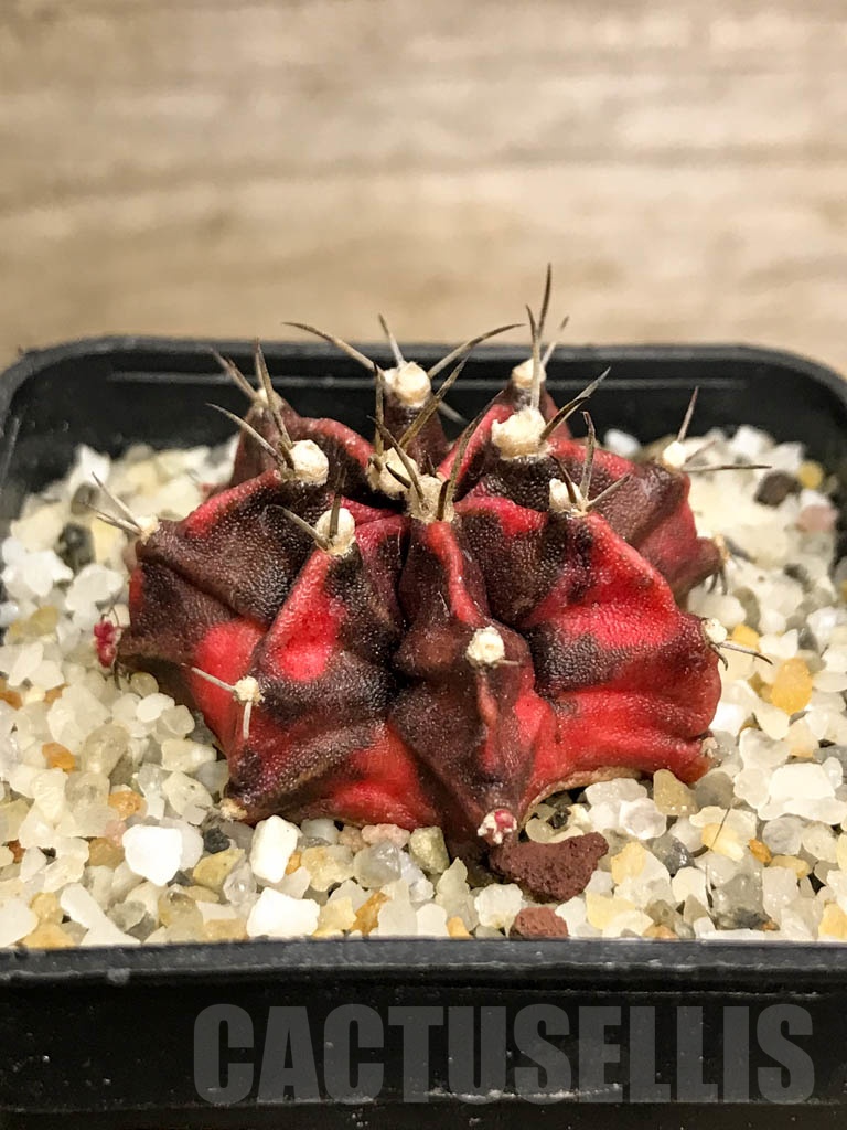 SHPR8737 Gymnocalycium friedrichii variegated – Cactus-online