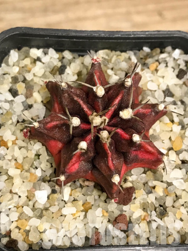 SHPR8737 Gymnocalycium friedrichii variegated – Cactus-online