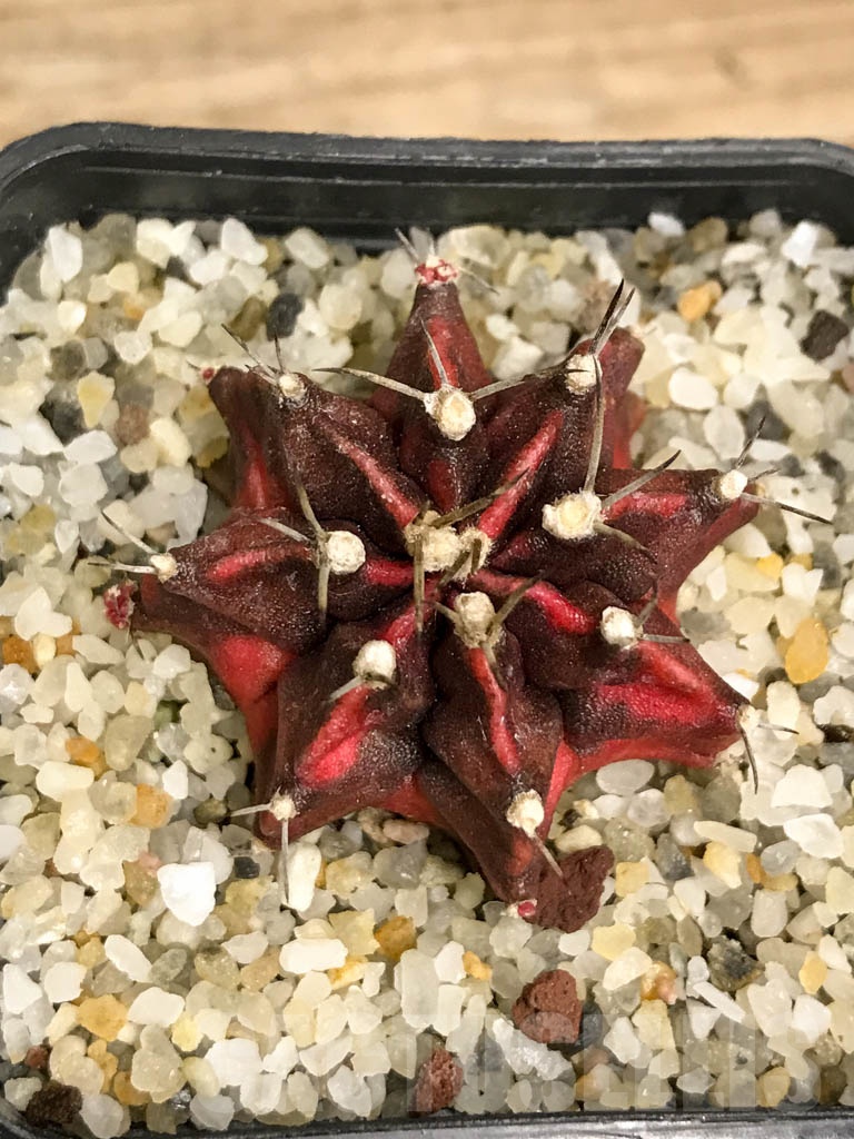 SHPR8737 Gymnocalycium friedrichii variegated – Cactus-online