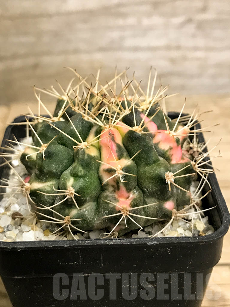 SHPR8738 Gymnocalycium mihanovichii variegated – Cactus-online