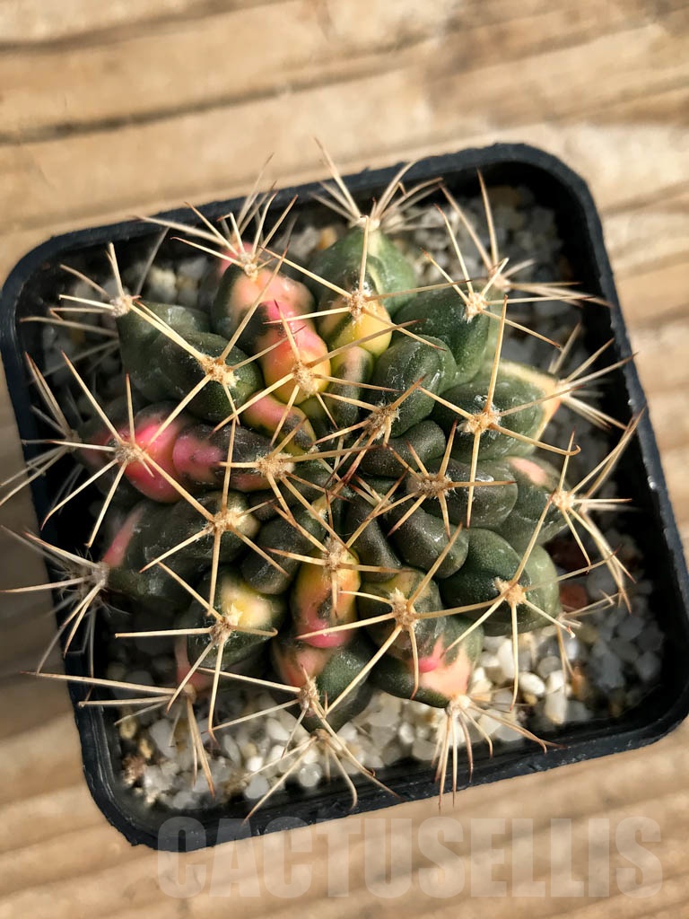 SHPR8738 Gymnocalycium mihanovichii variegated - Cactus-online