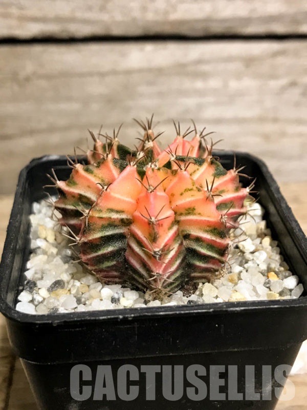 SHPR8740 Gymnocalycium friedrichii Agua Dulce LB 2178 hybrid variegated – Cactus-online