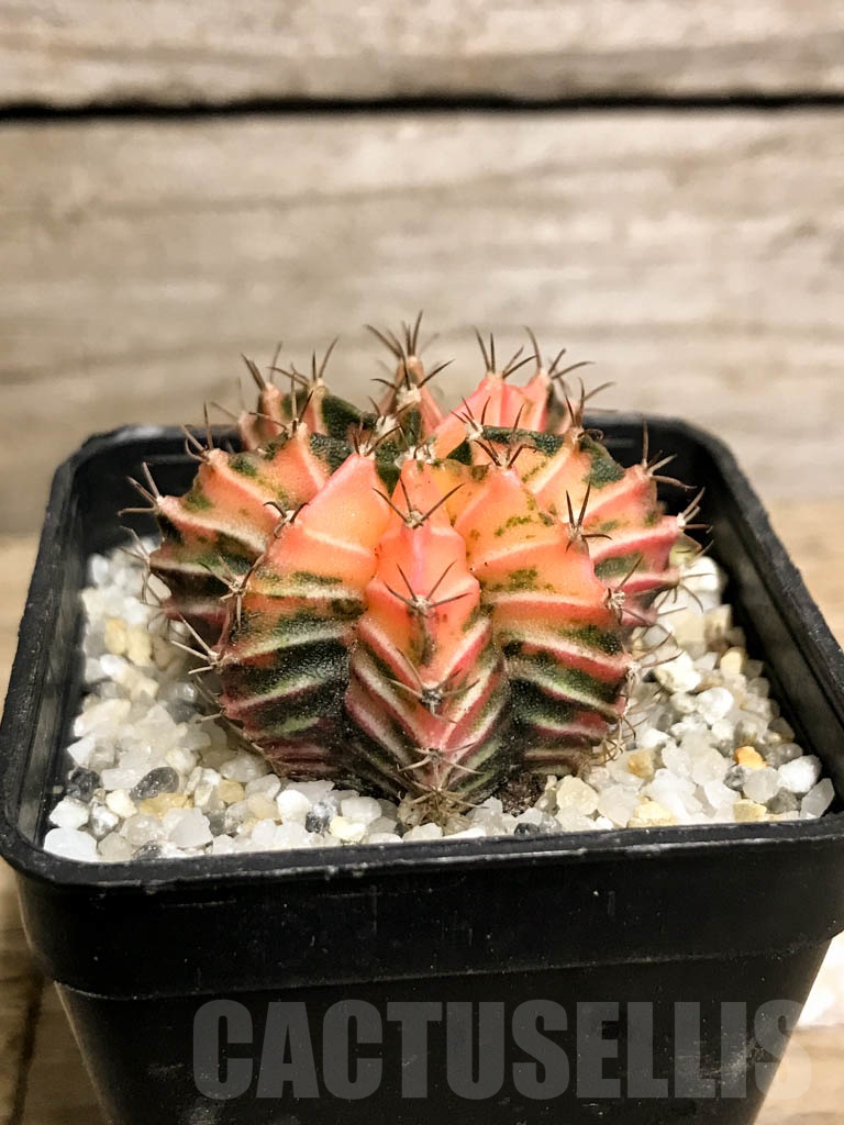 SHPR8740 Gymnocalycium friedrichii Agua Dulce LB 2178 hybrid variegated – Cactus-online