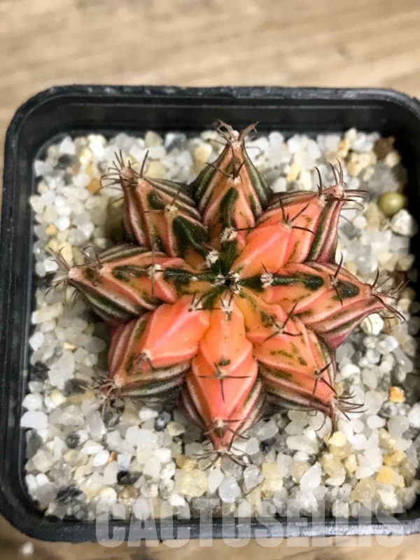 SHPR8740 Gymnocalycium friedrichii Agua Dulce LB 2178 hybrid variegated – Cactus-online