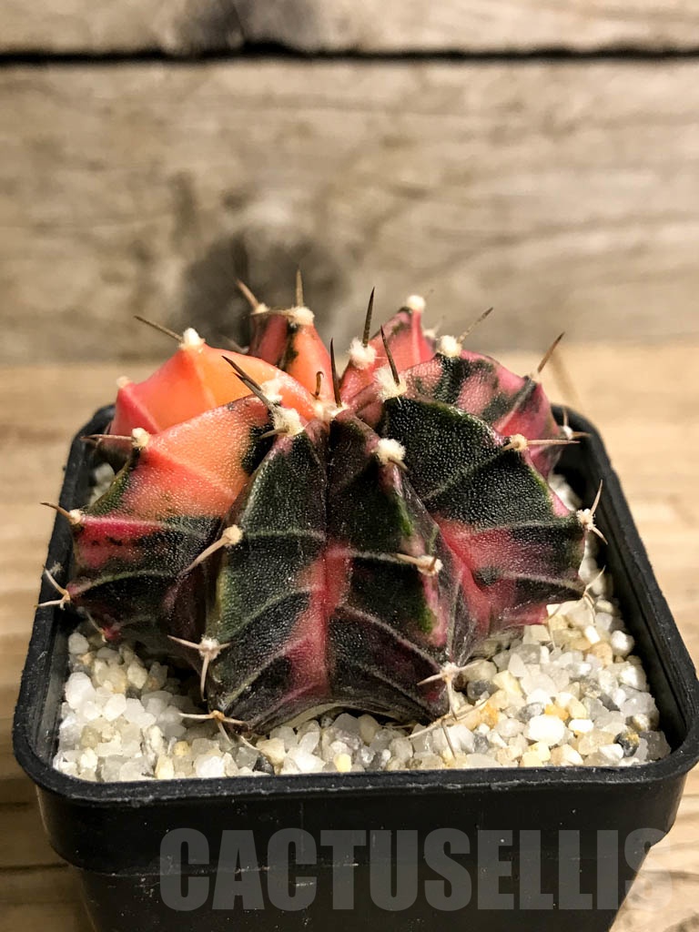 SHPR8741 Gymnocalycium friedrichii Agua Dulce LB 2178 hybrid variegated – Cactus-online