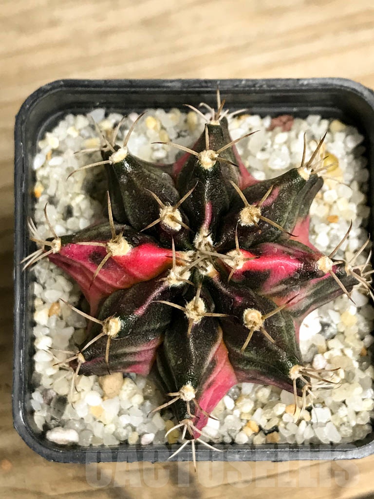 SHPR8744 Gymnocalycium friedrichii Agua Dulce LB 2178 hybrid variegated – Cactus-online