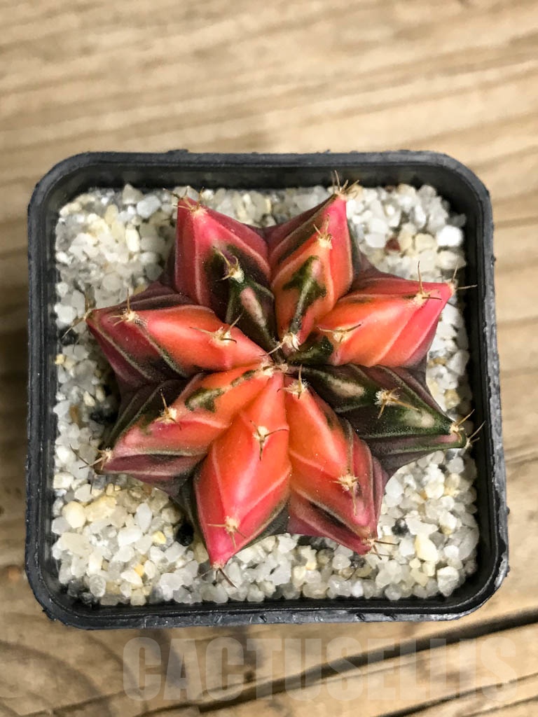 SHPR8746 Gymnocalycium friedrichii Agua Dulce LB 2178 hybrid variegated – Cactus-online