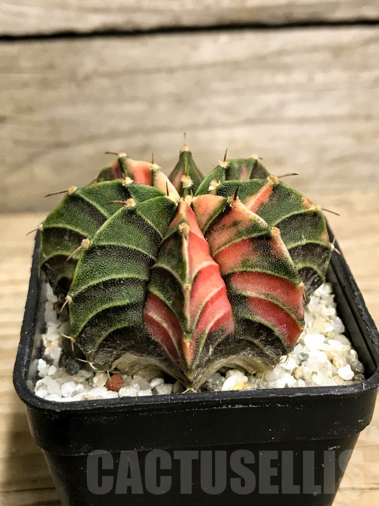 SHPR8747 Gymnocalycium friedrichii Agua Dulce LB 2178 hybrid variegated – Cactus-online