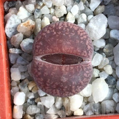 Buy Lithops plants at our online cactus and succulents shop