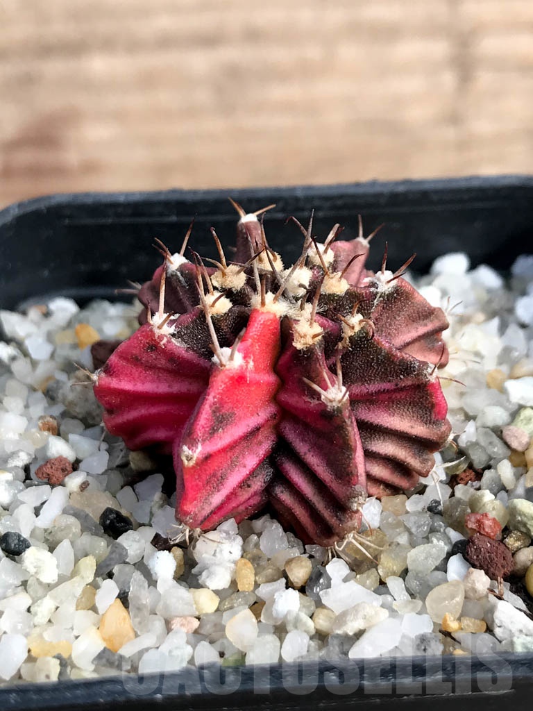 SHPR8830 Gymnocalycium friedrichii Agua Dulce LB 2178 hybrid variegated – Кактус онлайн