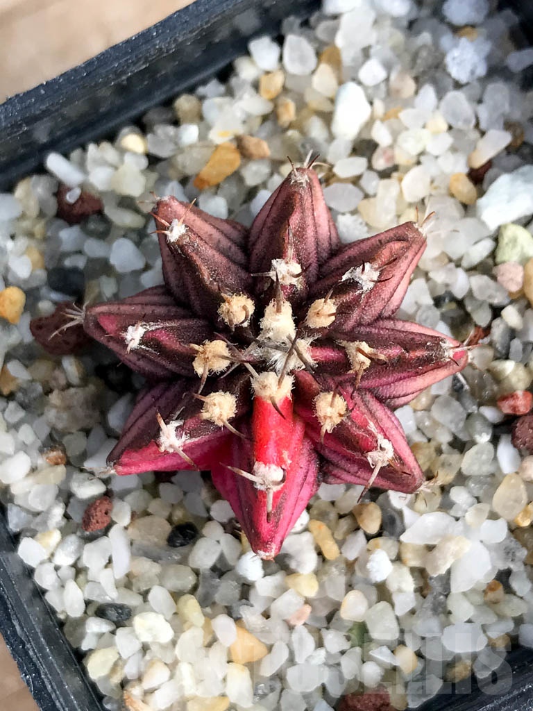 SHPR8830 Gymnocalycium friedrichii Agua Dulce LB 2178 hybrid variegated – Кактус онлайн